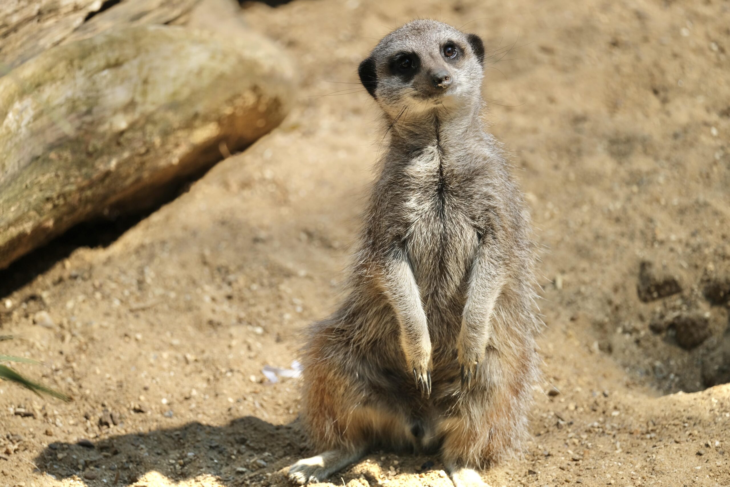 Africa Alive - Visit Norwich